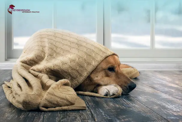 Chronic Cough in Dogs | Vet Guide to Causes and Treatment