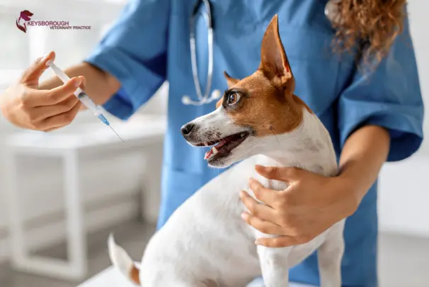 How Dog Vaccinations Protect Against Common Diseases
