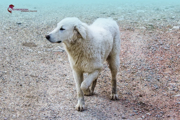 Why Is My Dog Limping? Vet Advice for Keysborough Owners